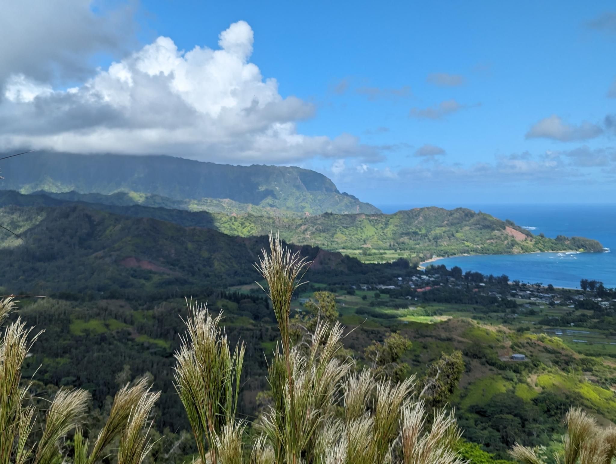 Top 10 Hikes and Walks in Halelea Forest Reserve | Komoot
