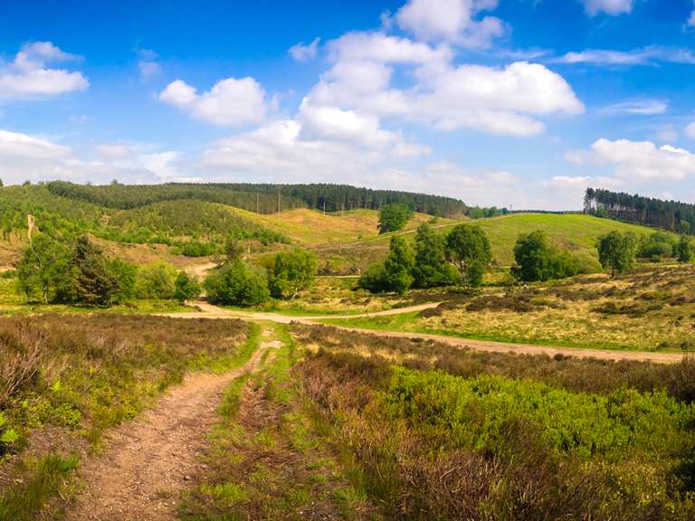 Top 5 Hikes and Walks in Cannock Chase Aonb | Komoot