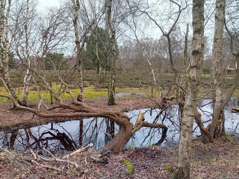Top 3 Hikes and Walks in Skipwith Common National Nature Reserve | Komoot
