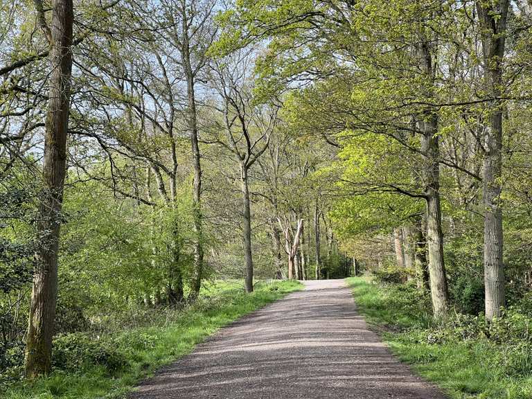 Ashtead Common National Nature Reserveの美しいMTBトレイル・トップ10 | komoot