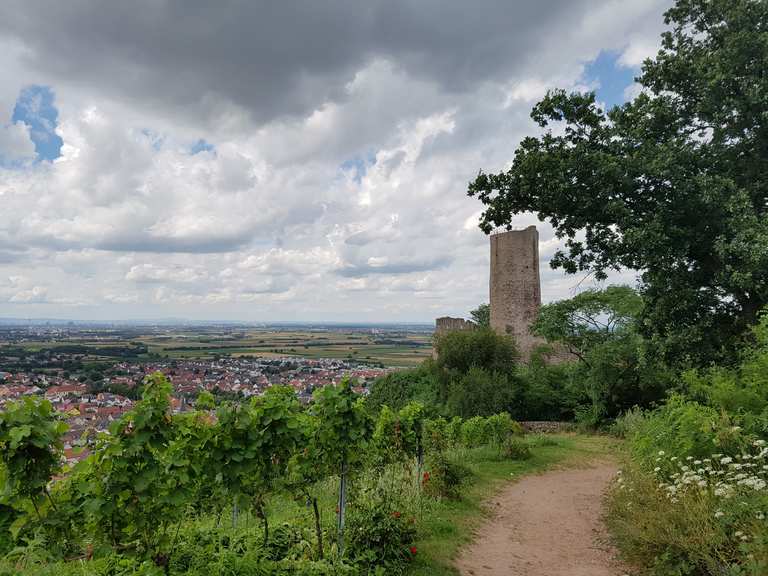 Die 10 schönsten Wanderungen rund um Dossenheim | Komoot