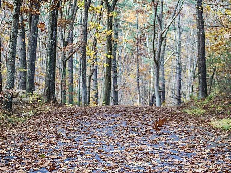 Top 5 Most Beautiful MTB Trails in Rutland State Park | Komoot