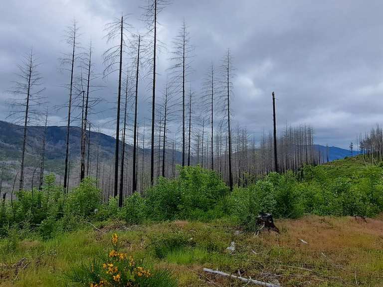 Top 6 Hikes and Walks in Molalla River Corridor Recreation Area | Komoot