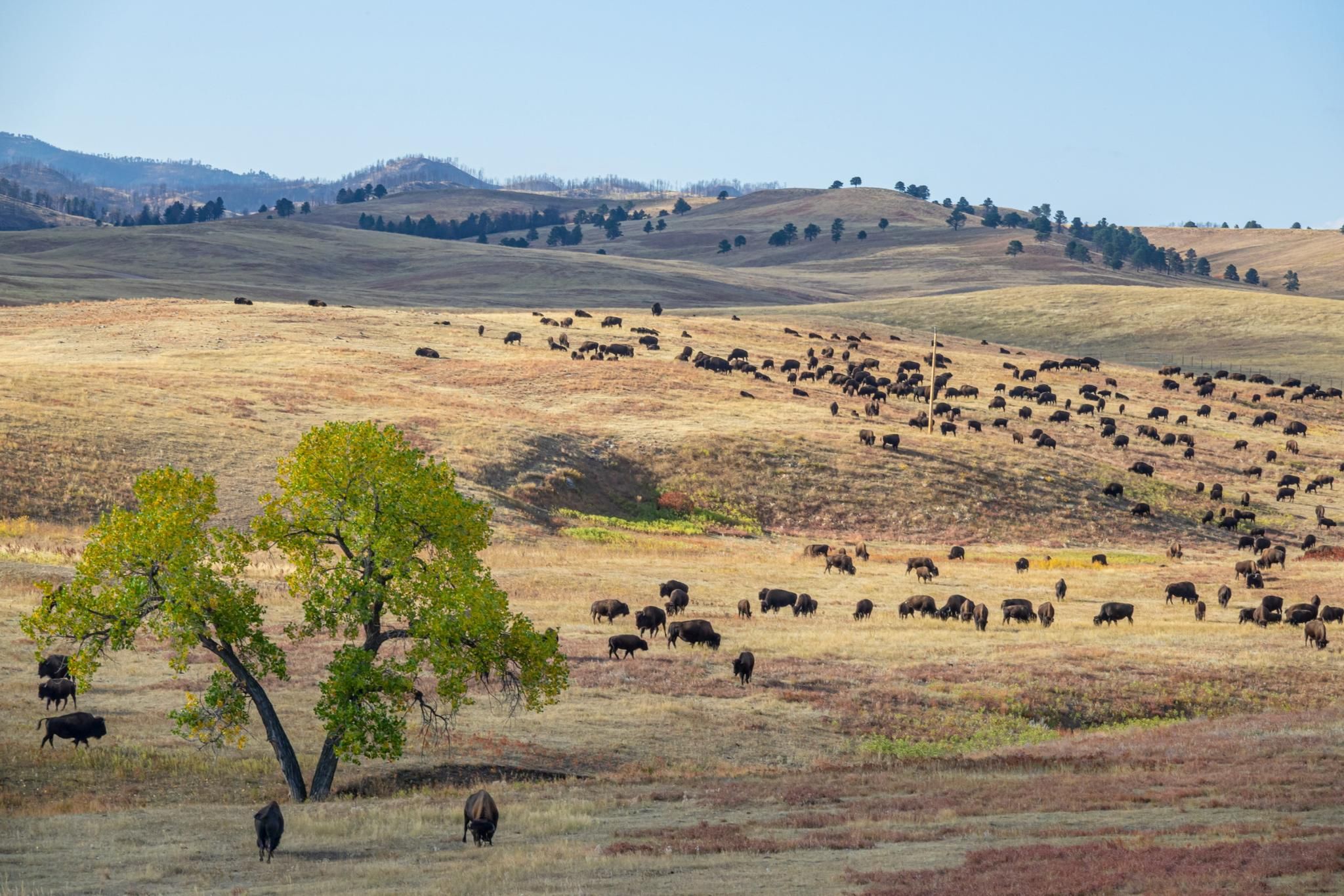 Top 10 Bike Rides and Cycling Routes in Custer State Park | Komoot