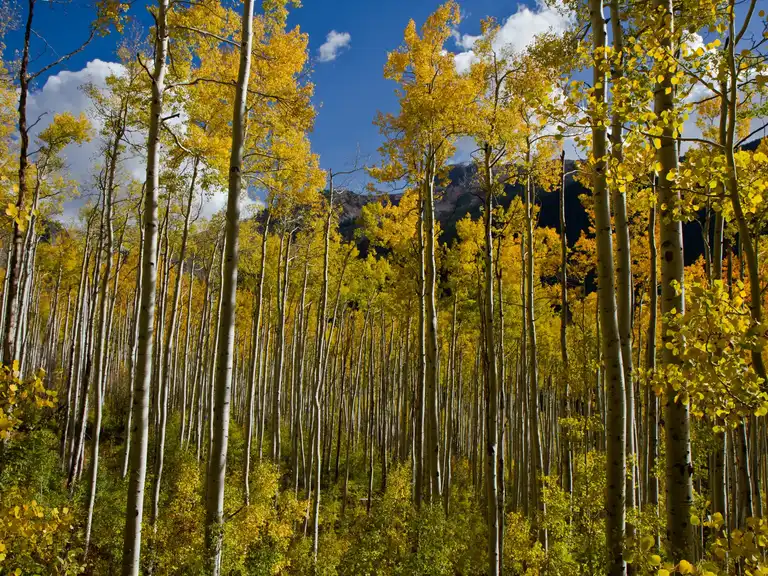 Top 5 Running Trails in North Slope Recreation Area | Komoot