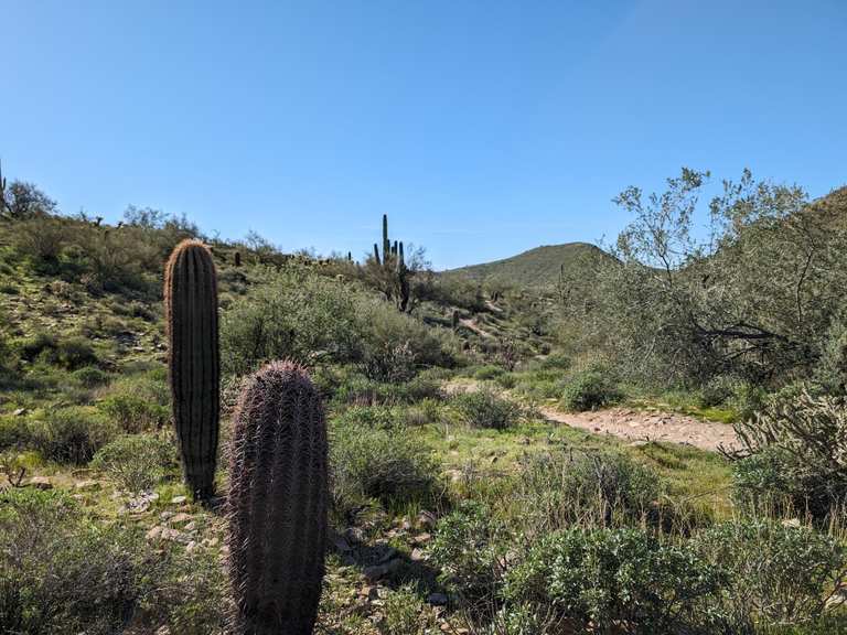 The best walks and hikes in Mcdowell Mountain Regional Park | Komoot
