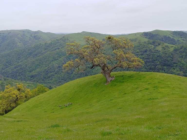 Top 20 Hikes and Walks in Ohlone Regional Wilderness Area | Komoot