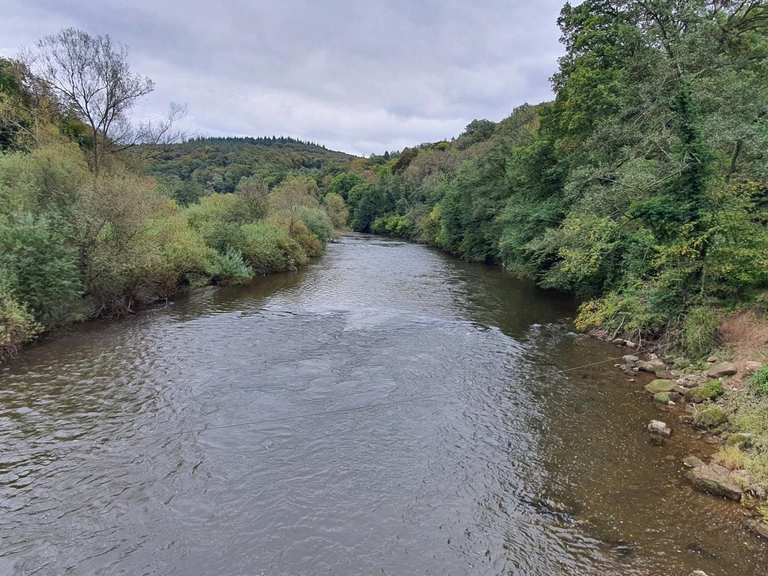 Top 10 Hikes and Walks around Lady Park Wood National Nature Reserve ...