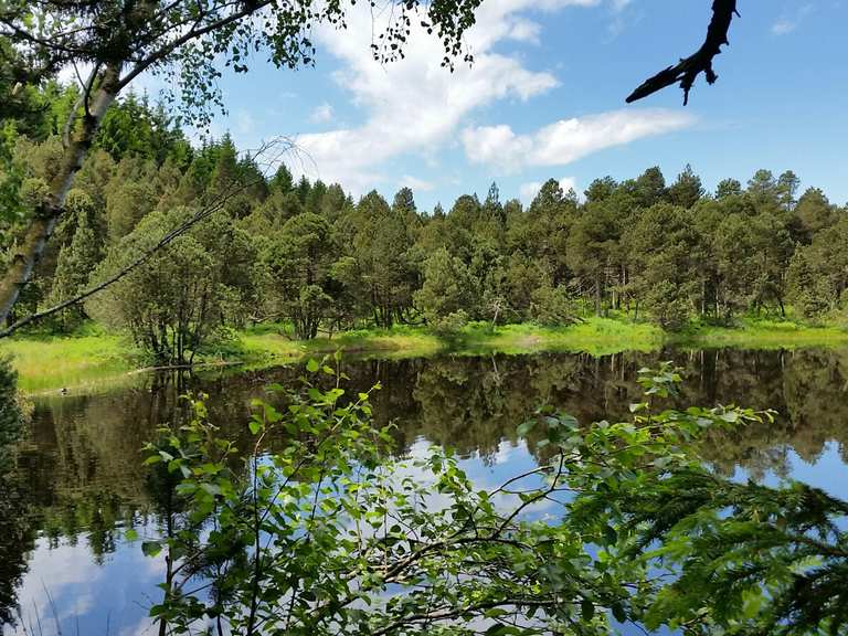Top 10 randonnées et balades autour de Elzach | Komoot
