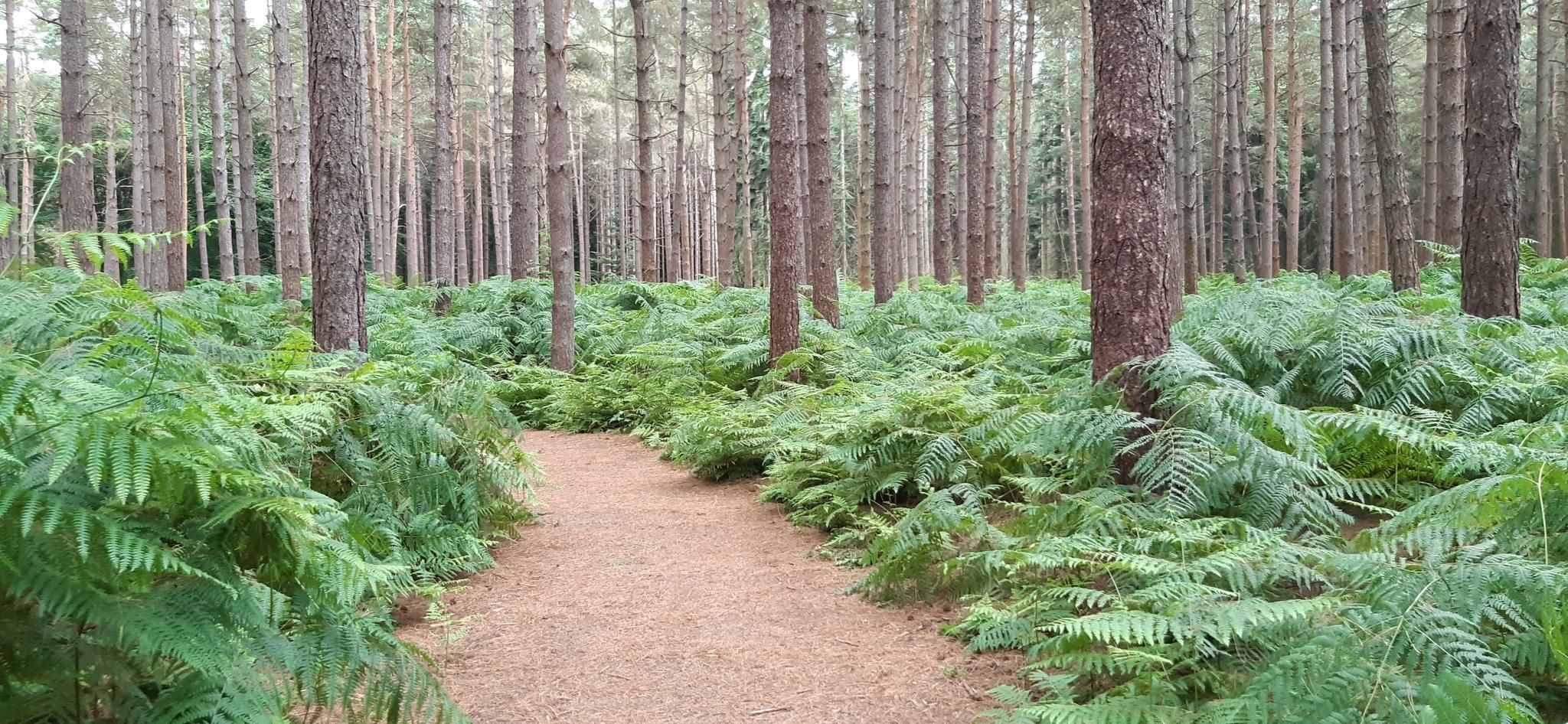 Las mejores en Rutas de gravel en Weeting Heath National Nature Reserve ...
