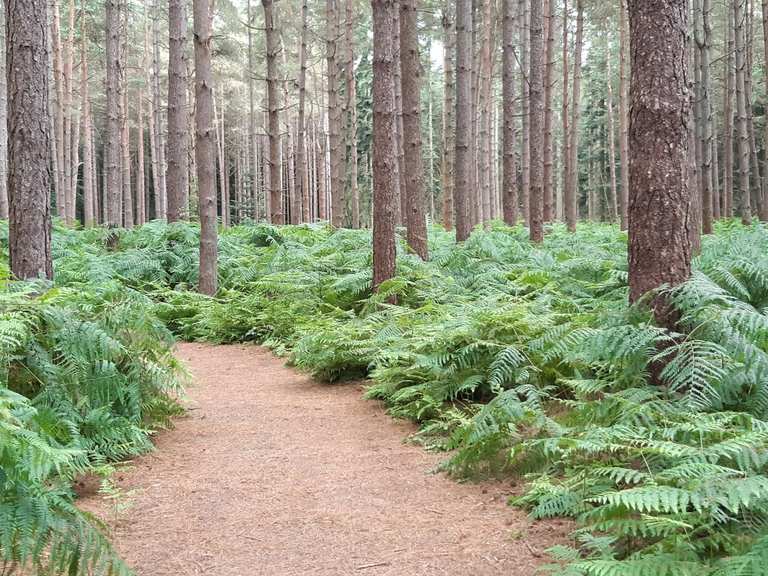 Las mejores en Rutas de gravel en Weeting Heath National Nature Reserve ...