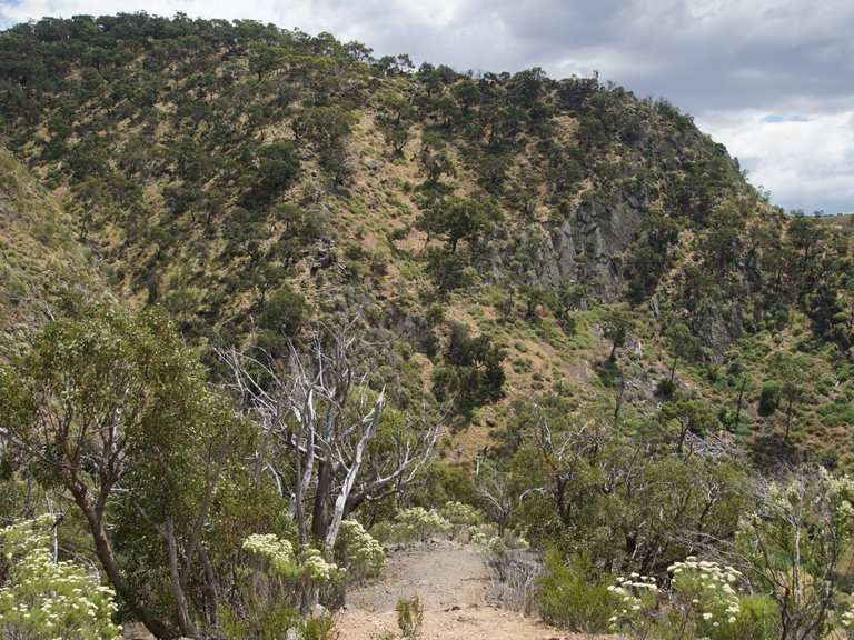 Top 5 Most Beautiful MTB Trails in Wombat State Forest | Komoot