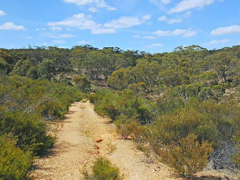 Top 7 Hikes and Walks in Long Forest Flora And Fauna Reserve | Komoot