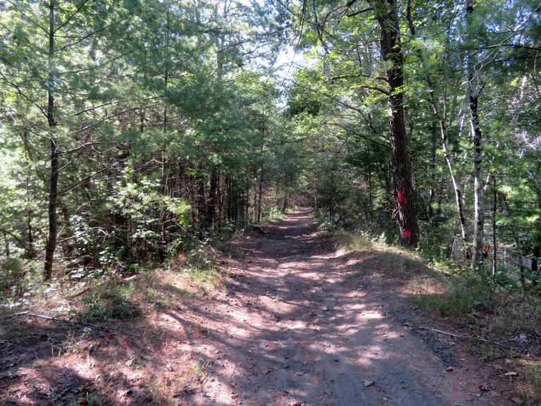 Top 6 Most Beautiful MTB Trails in Moosup Valley State Park Trail | Komoot