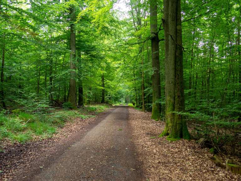 Die schönsten Wanderungen rund um Nister | Komoot