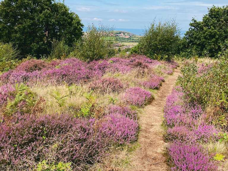 Top 10 Most Beautiful MTB Trails in Norfolk | Komoot