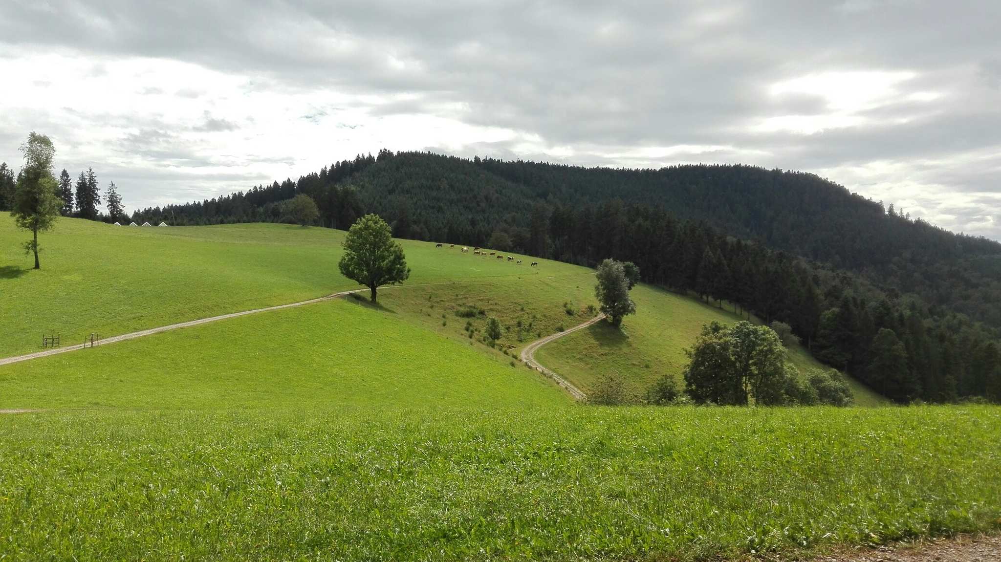 Top 20 randonnées et balades autour de Oberharmersbach | Komoot