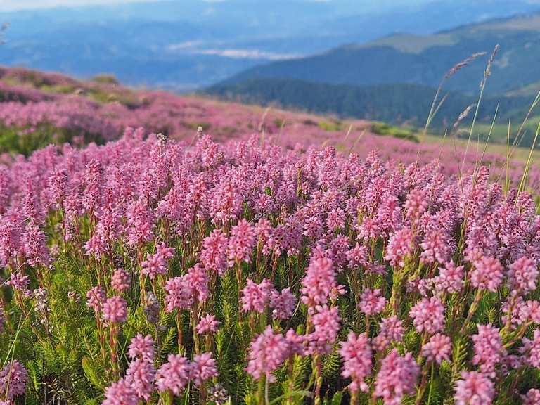 Top 3 Hikes and Walks around Defileul Jiului National Park | Komoot