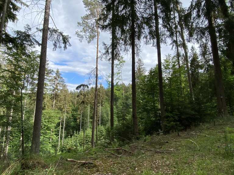 Die 10 schönsten Wanderungen im Partensteimer Forst | Komoot