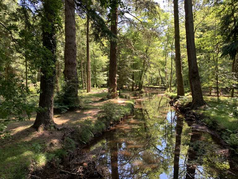 Top 10 Hikes and Walks in New Forest National Park | Komoot