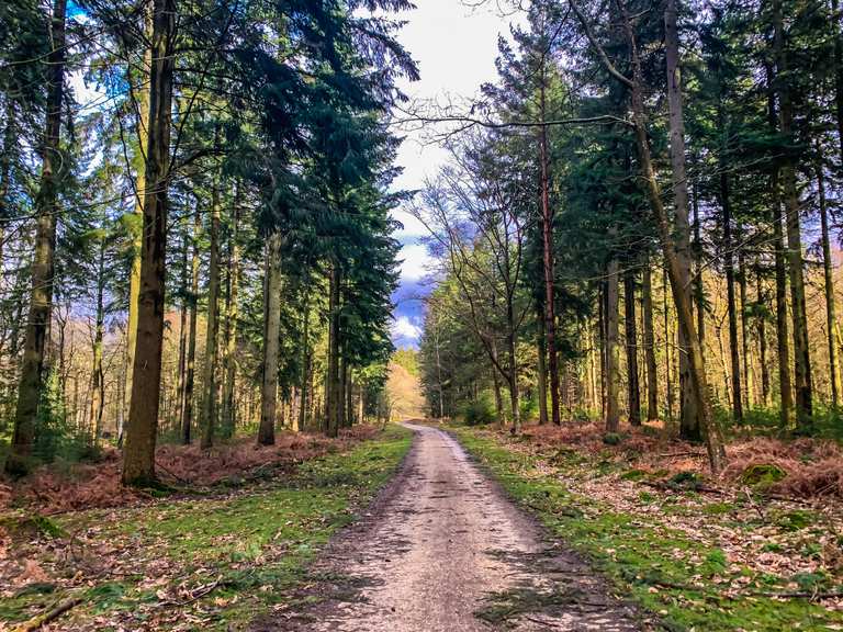 Top 10 Most Beautiful MTB Trails in New Forest National Park | Komoot