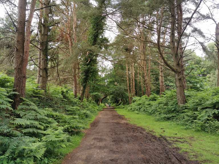 Top 20 Running Trails in New Forest National Park | Komoot