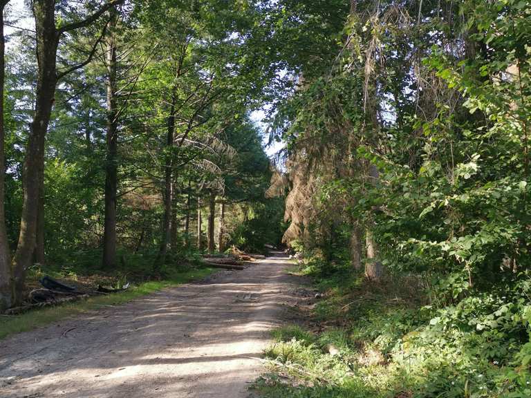 Top 5 Hikes and Walks in Montagne De Reims | Komoot