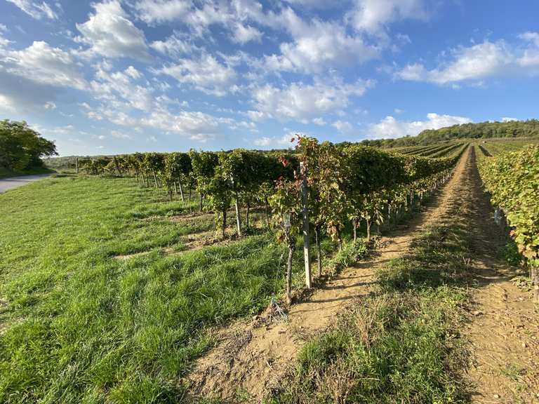 Die 10 schönsten Wanderungen rund um Prellenkirchen | Komoot