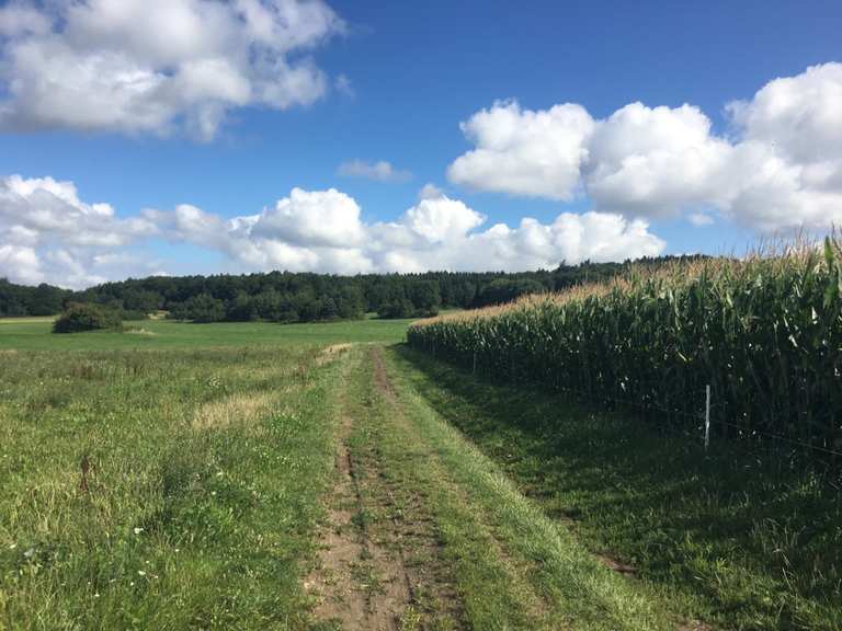 Die 10 schönsten Mountainbike-Touren rund um Rhens | Komoot