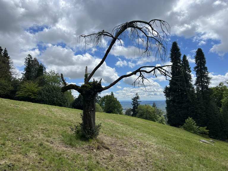 Die 10 schönsten Wanderungen rund um Ponderano | Komoot