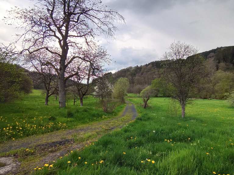 Die 10 schönsten Wanderungen rund um Steinborn | Komoot