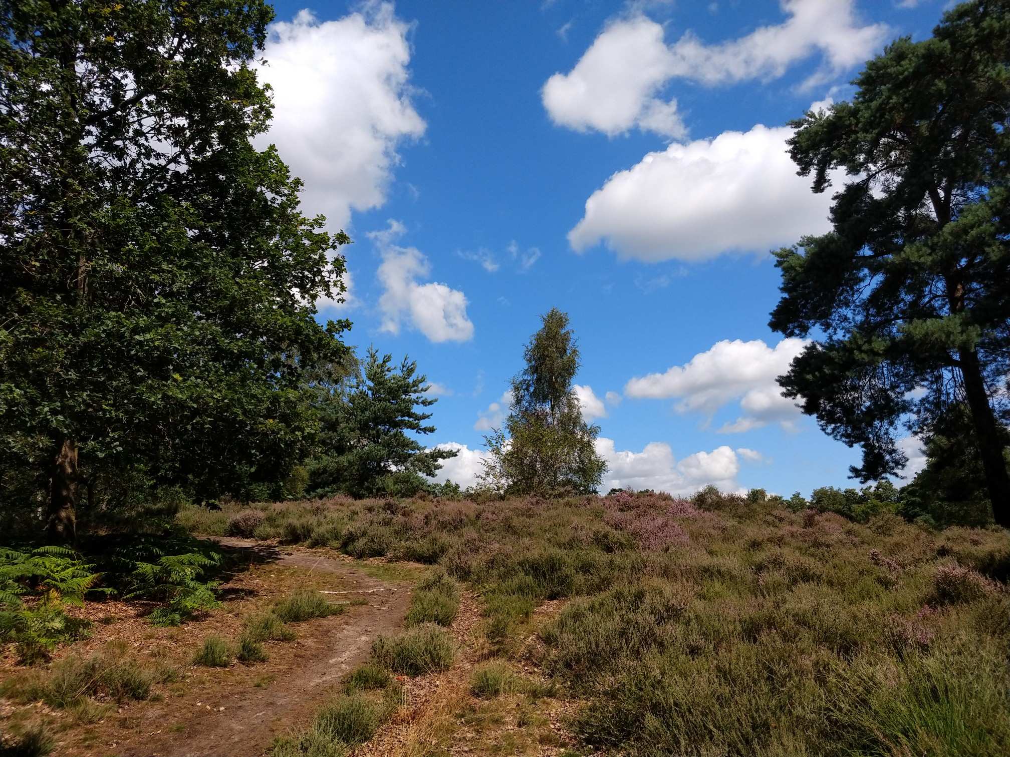 Top 20 Hikes and Walks in Surrey | Komoot