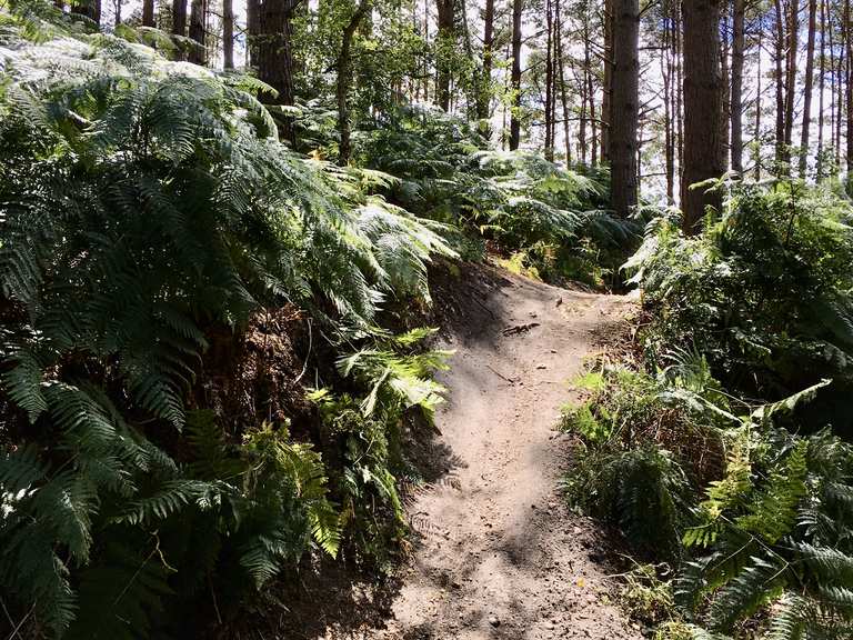 Top 10 Most Beautiful MTB Trails in Surrey | Komoot