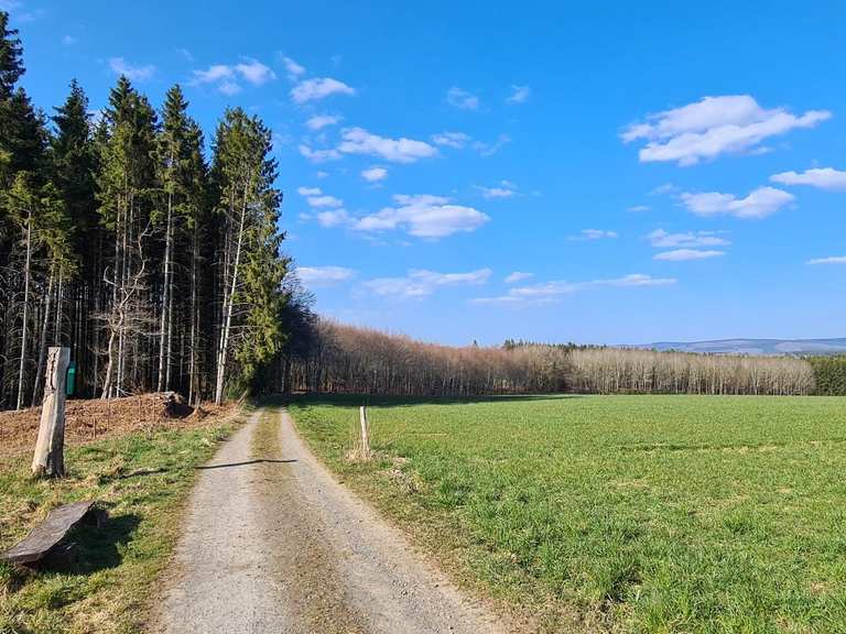 Top 10 randonnées et balades autour de Tenneville | Komoot