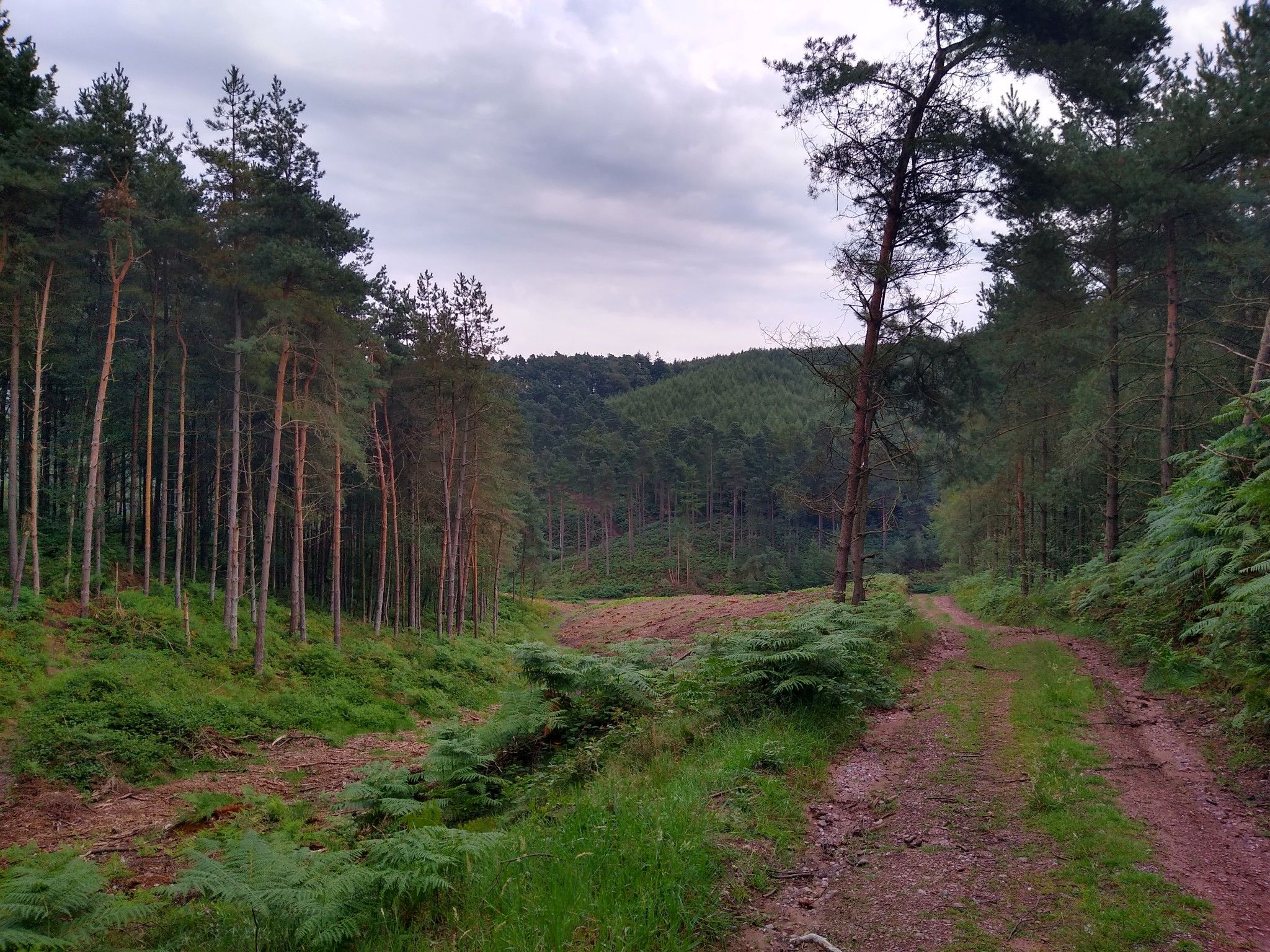 Top 10 Hikes and Walks around Cannock Chase | Komoot