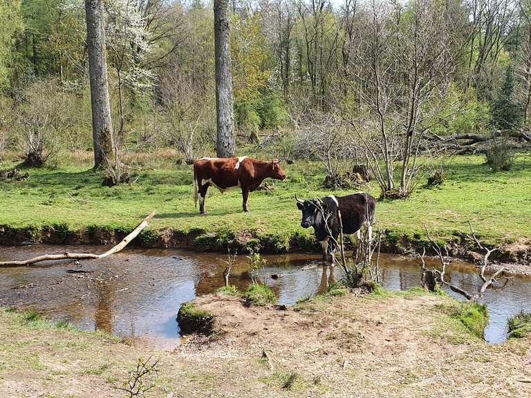 Top 10 Hikes and Walks around Basingstoke And Deane | Komoot