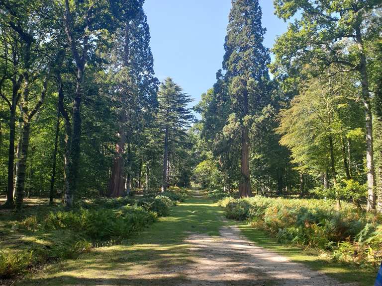 Top 10 Hikes and Walks around New Forest | Komoot