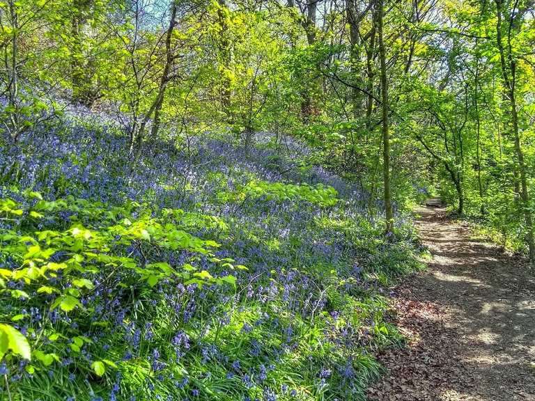 Top 10 Hikes and Walks around Barlborough | Komoot