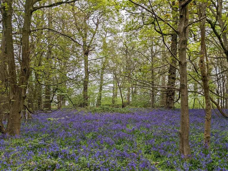Top 10 Hikes and Walks around Itteringham | Komoot