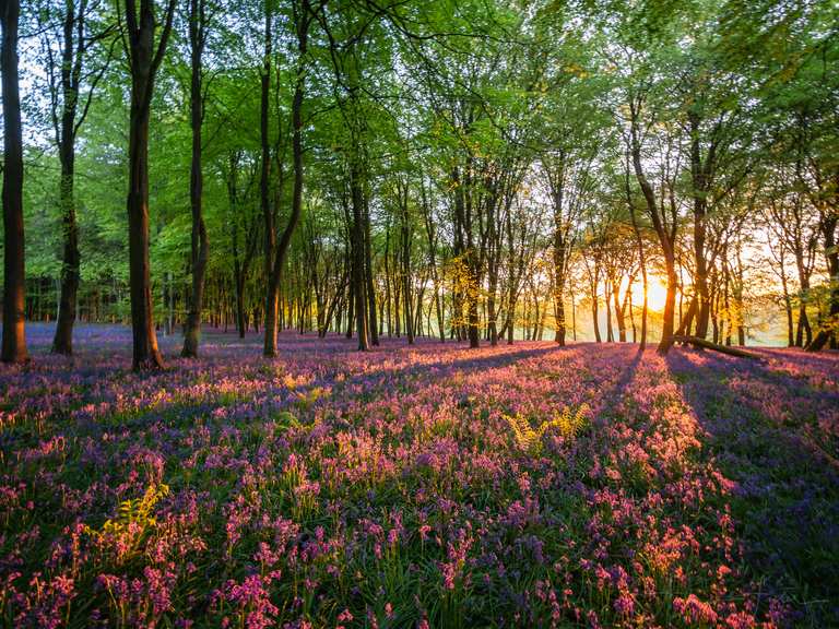 Top 10 Hikes and Walks in Wiltshire | Komoot