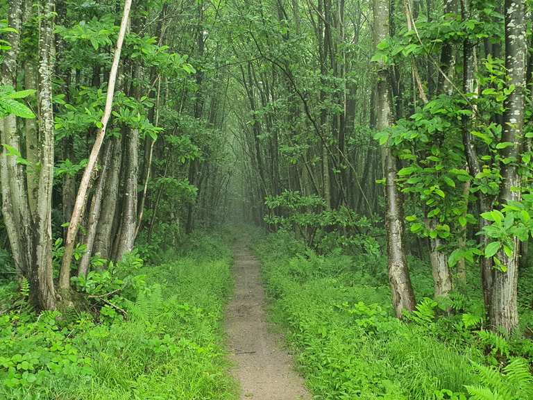 Top 10 randonnées et balades autour de Challock | Komoot