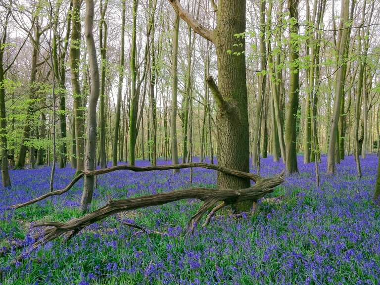 Top 8 Hikes and Walks around Walberton | Komoot