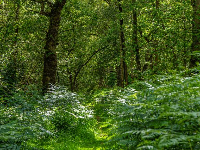 Die 10 schönsten Wanderungen rund um Sarsden | Komoot