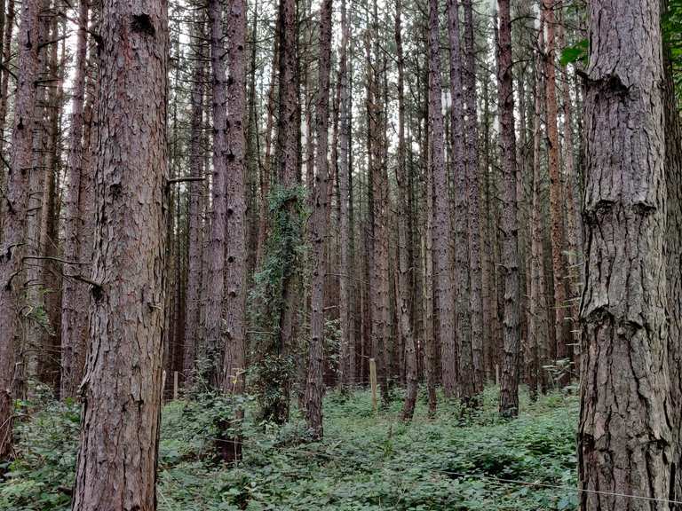 Top 10 Hikes and Walks around Dronfield | Komoot