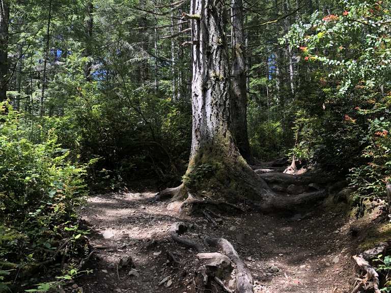 Green Mountain Loop via Gold Creek and Tin Mine Trail | Wanderung | Komoot