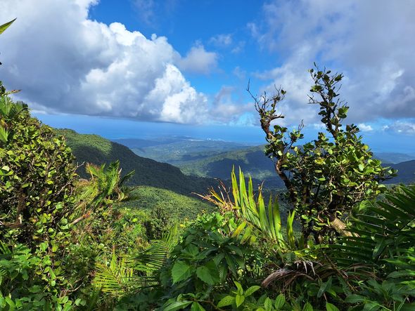 Mt. Britton Trail & Tower — El Yunque National Forest | hike | Komoot