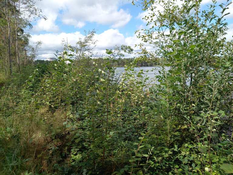 wandeling bossen achterbos | Wanderung | Komoot