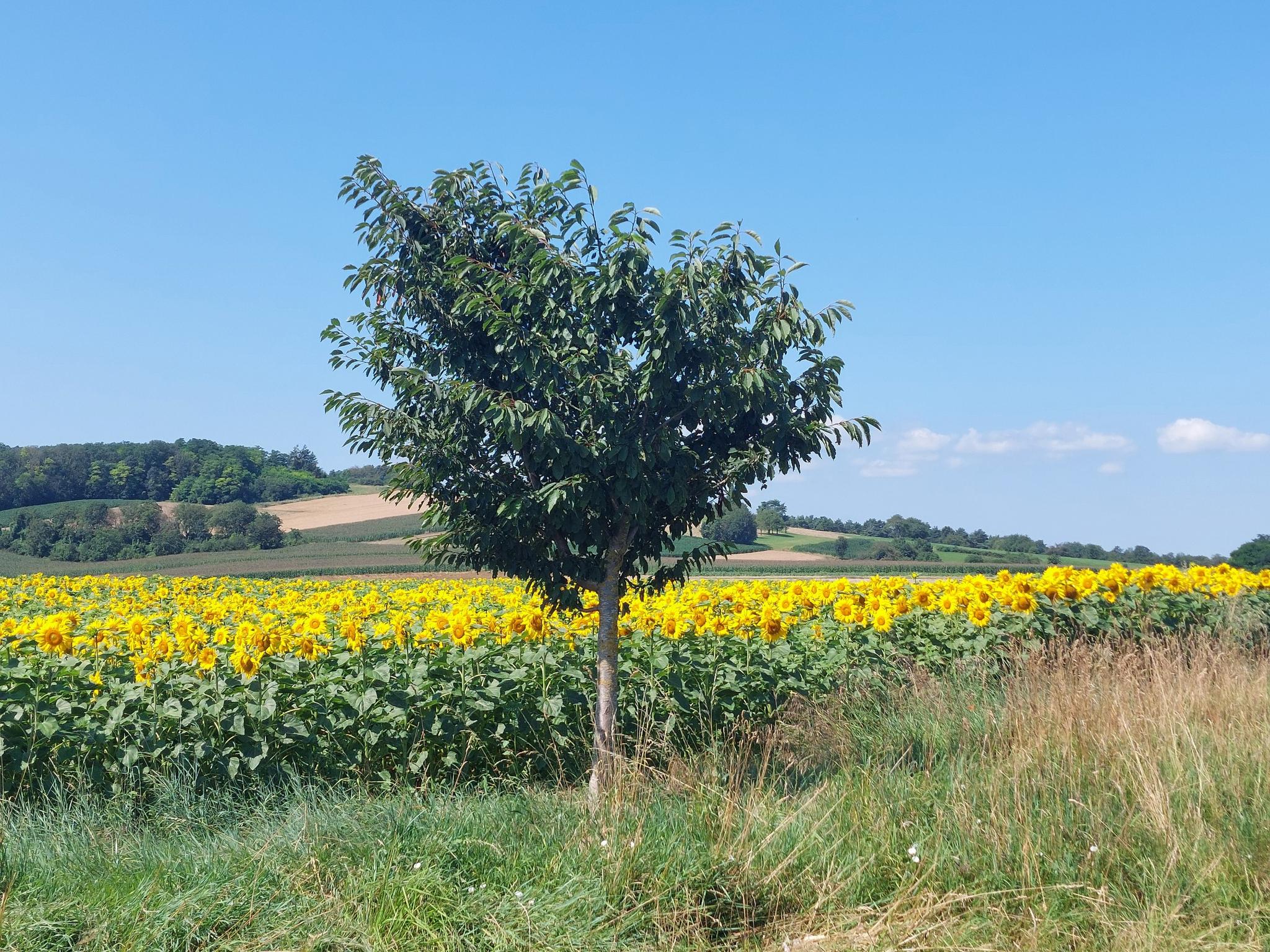 Things to Do around Männolsheim