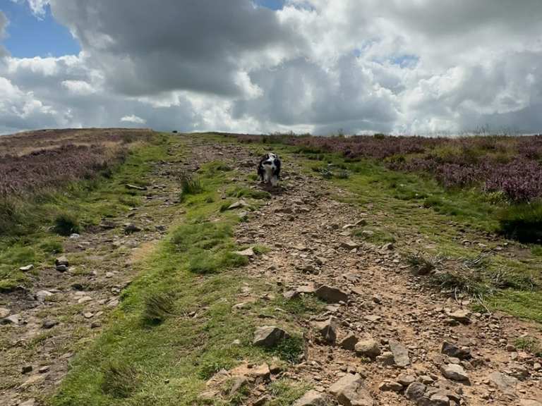 Nicky Nook & Grizedale Reservoir loop from Scorton | hike | Komoot