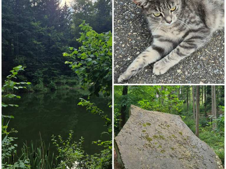🇩🇪 Weidenbach - Bruch - Große Platte; Runde von Kaisersbach | Wanderung ...